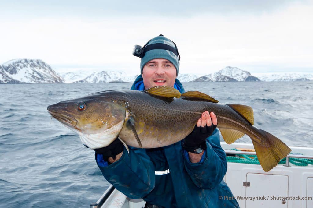 Skrei – Norwegischer Winterkabeljau: Herkunft, Saison & Zubereitung